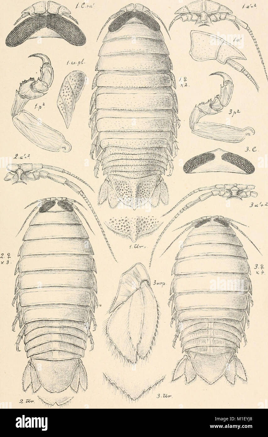 An account of the Crustacea of Norway, with short descriptions and ...