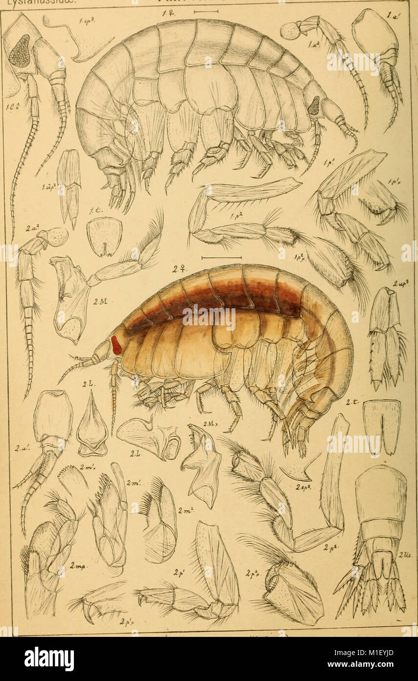 Detailed study of various crustacean anatomy hi-res stock photography ...