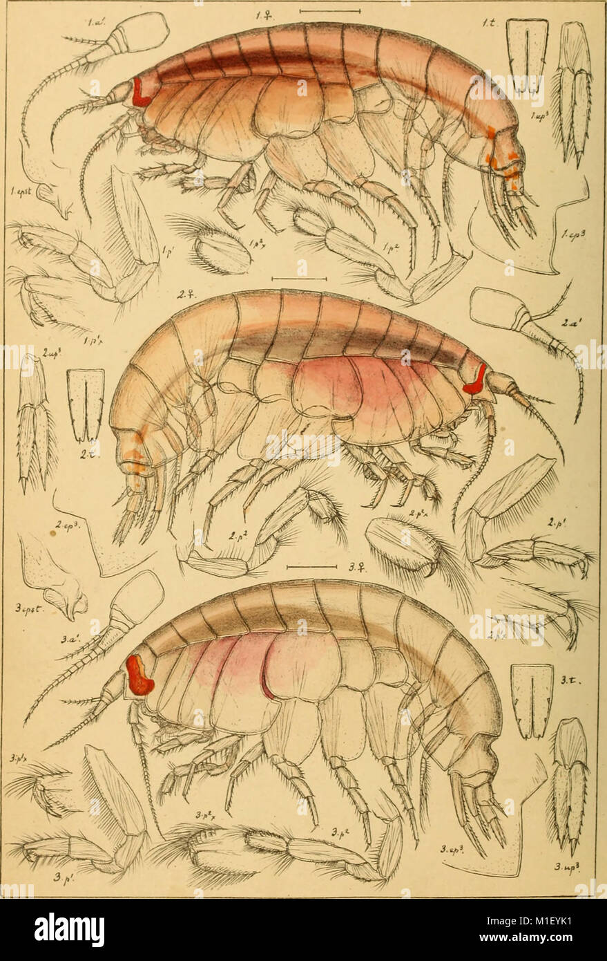 An account of the Crustacea of Norway, with short descriptions and ...