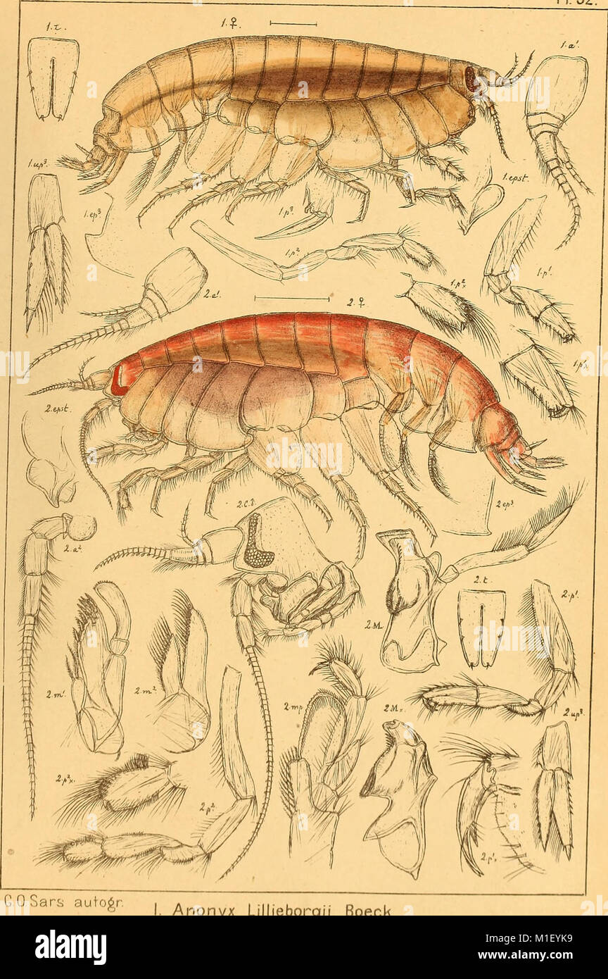 Various species of crustaceans hi-res stock photography and images - Alamy