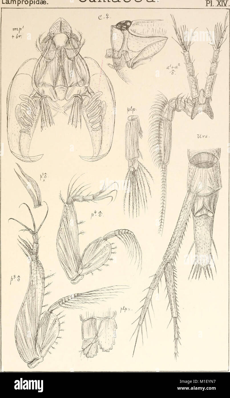 This 1899 work provides detailed descriptions and illustrations of the ...