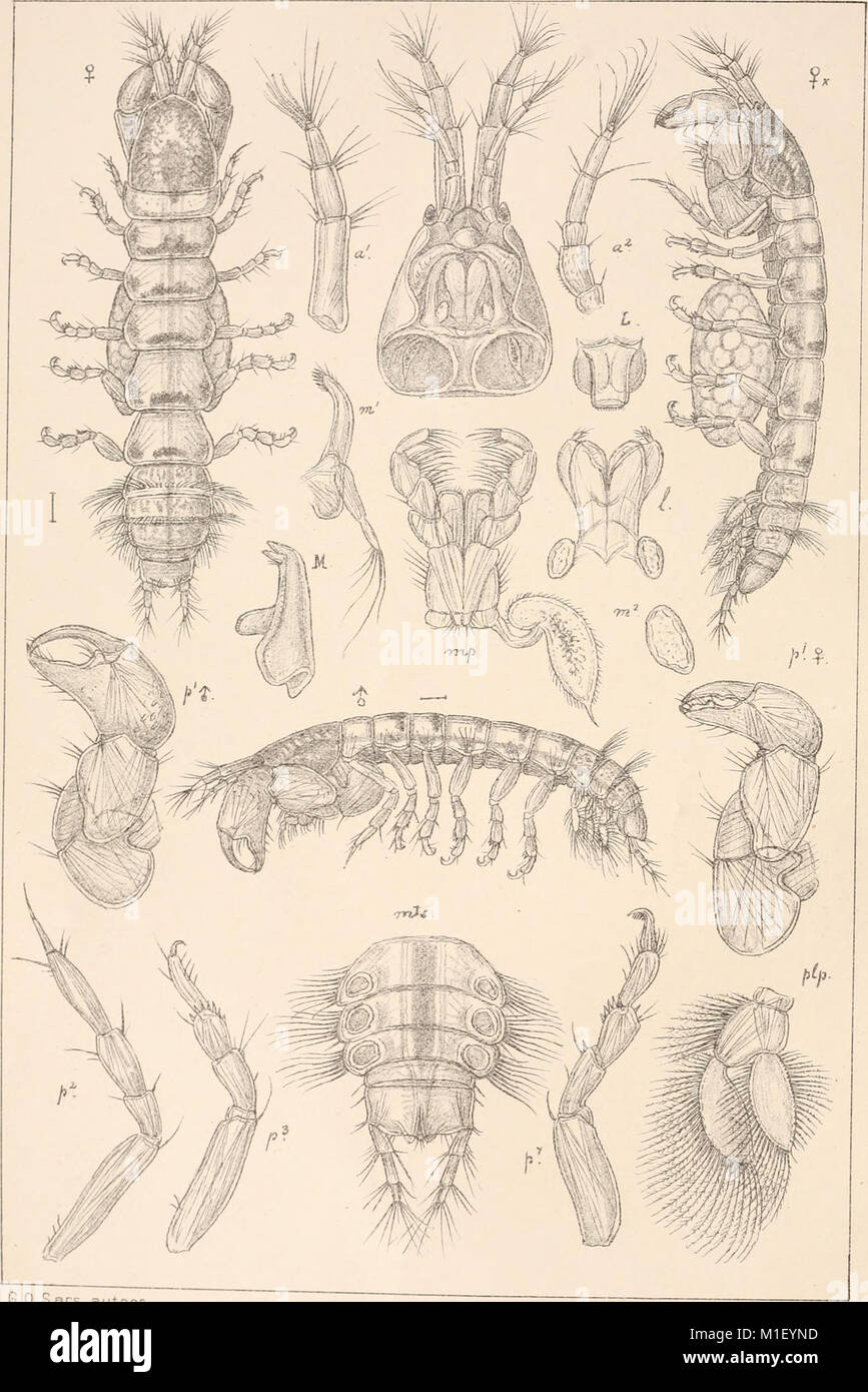 A detailed study of the crustacean species in Norway, including ...