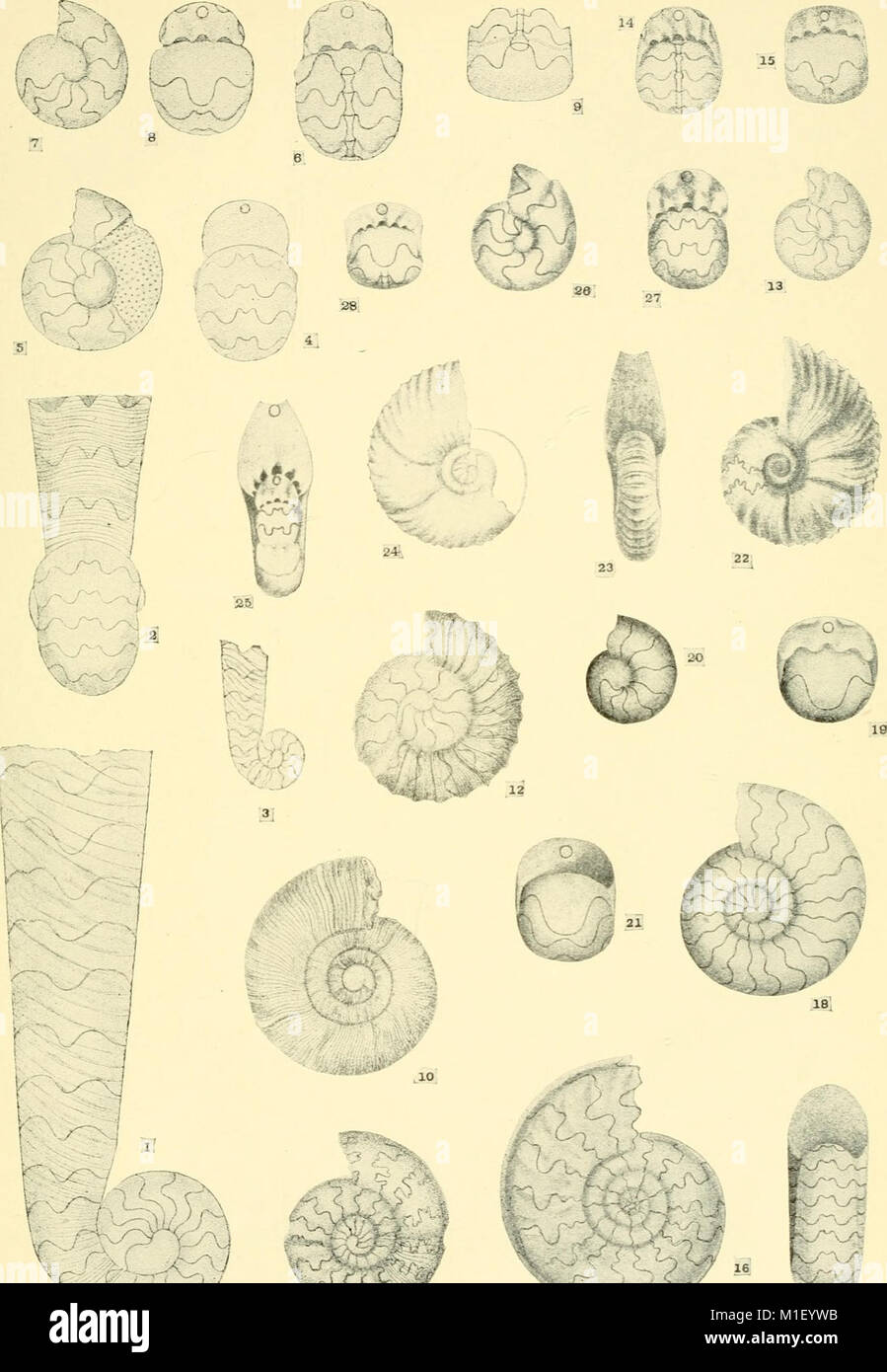 *Acceleration of Development in Fossil Cephalopoda* (1914) examines the ...