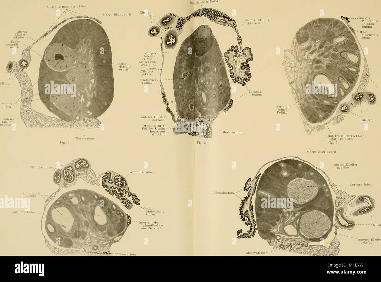 'Anatomische Hefte' (1917) is a medical journal focusing on anatomical ...