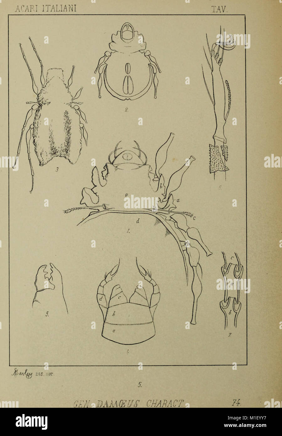 Various scorpion species hi-res stock photography and images - Alamy