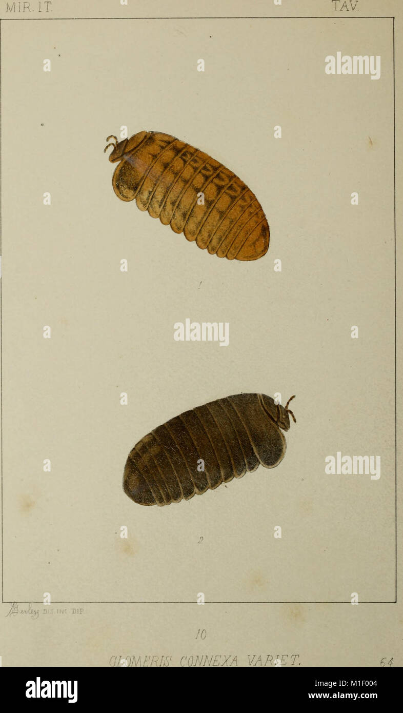 This 1892 work focuses on the identification and cataloging of Acari ...