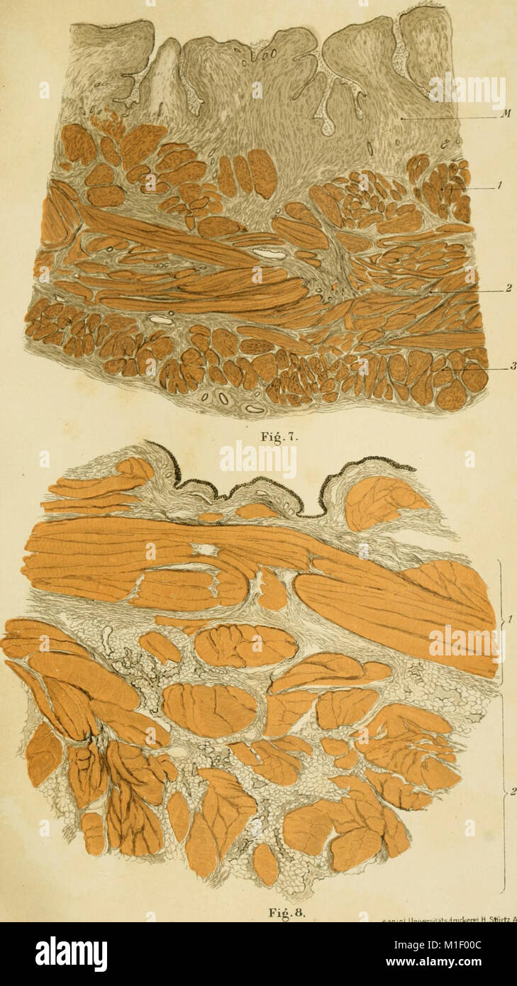 'Anatomische Hefte' (1914) is a scientific publication focusing on ...