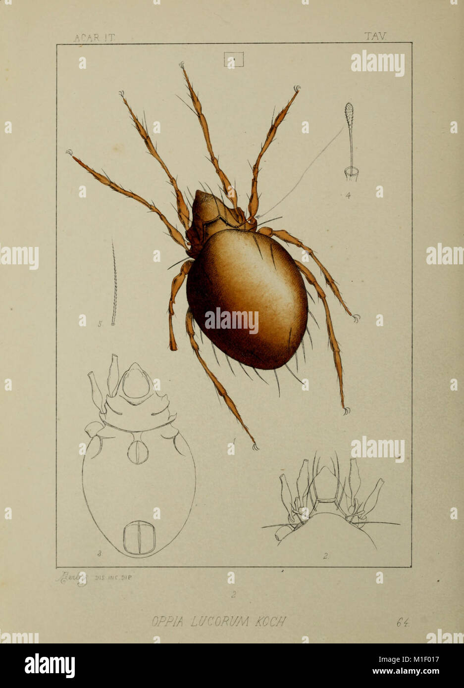 *Acari, Myriopoda et Scorpiones hucusque in Italia reperta* (1892) is a ...