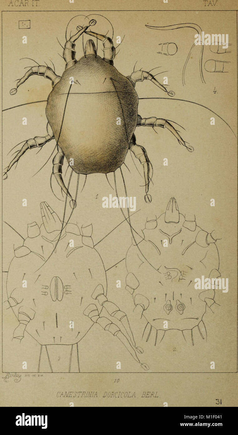 'Acari, Myriopoda et Scorpiones hucusque in Italia reperta' (1886) is a ...