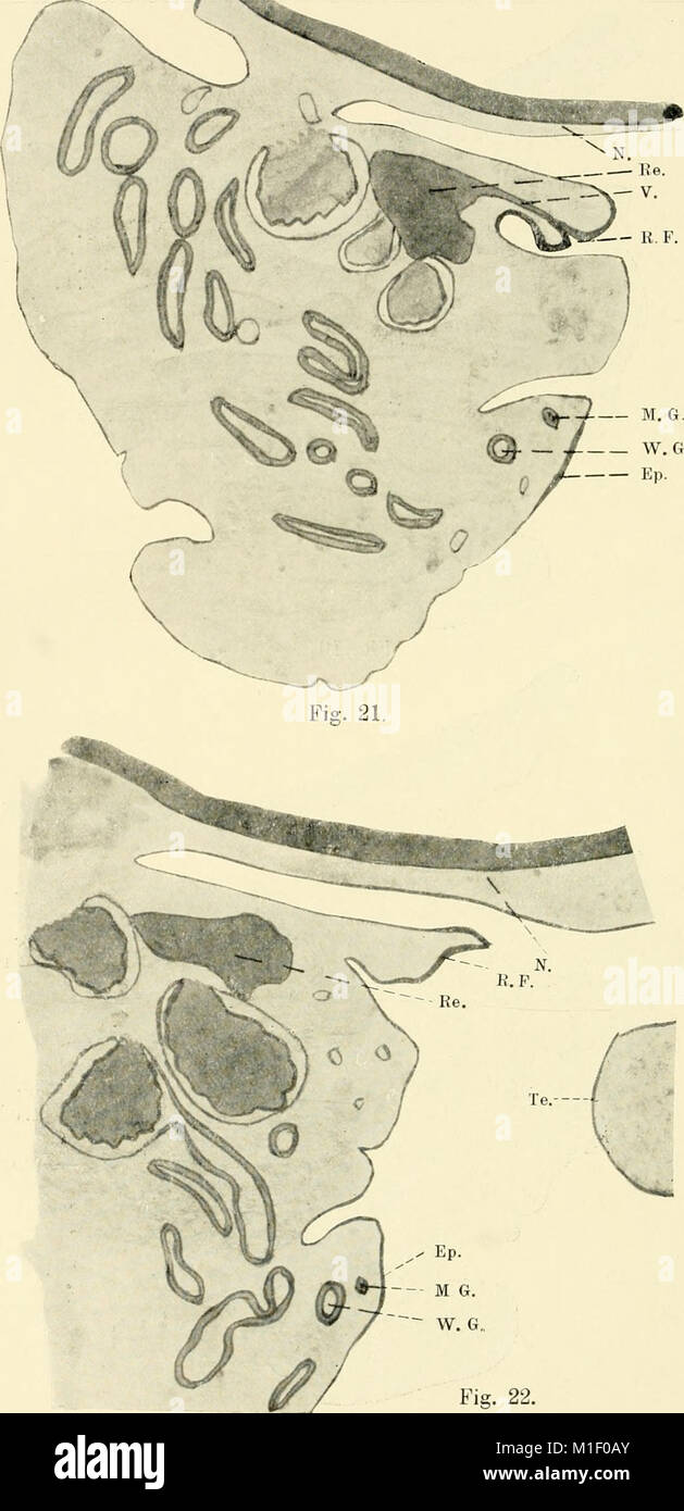 'Anatomische Hefte' (1912) is a scientific journal focusing on anatomy ...