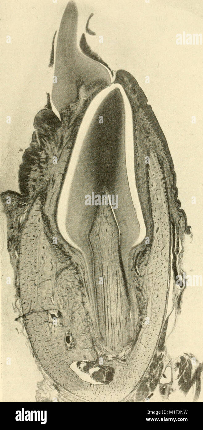 Anatomische Hefte, published in 1909, is a scientific journal dedicated ...