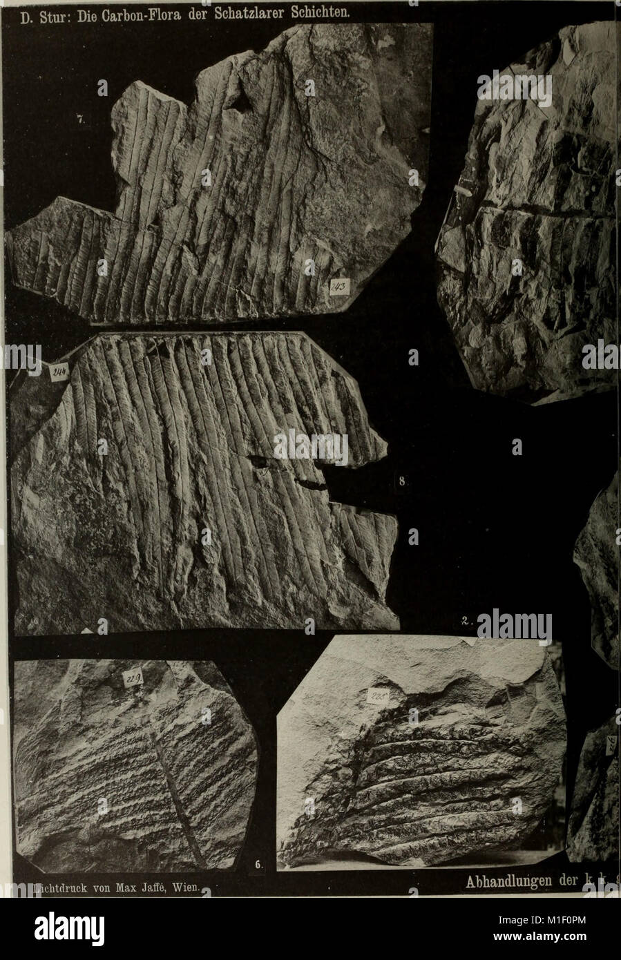 This 1885 volume of Abhandlungen der Geologischen Bundesanstalt ...