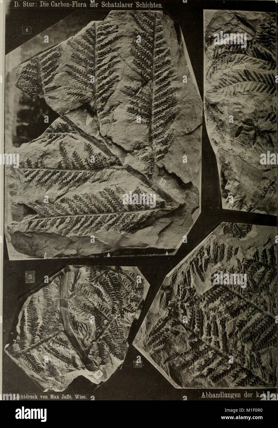 Abhandlungen der Geologischen Bundesanstalt, published in 1885 ...