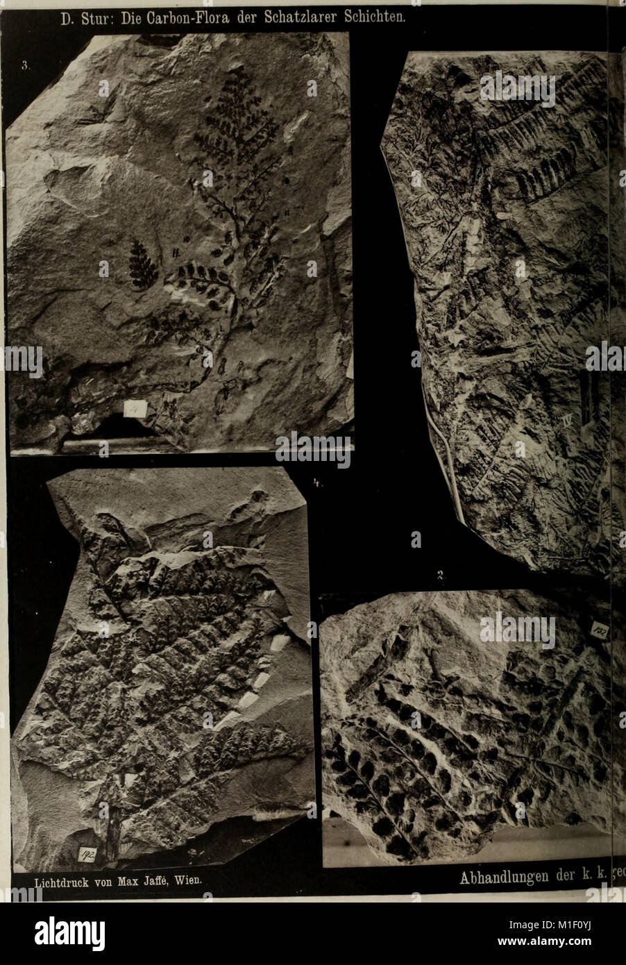 The Abhandlungen der Geologischen Bundesanstalt (1885) is a geological ...