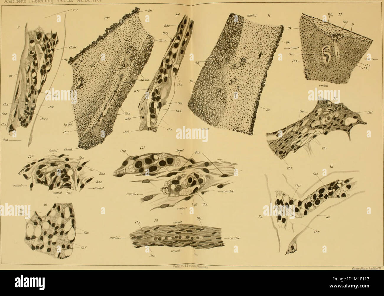 'Anatomische Hefte' is a 1911 scientific publication focused on ...