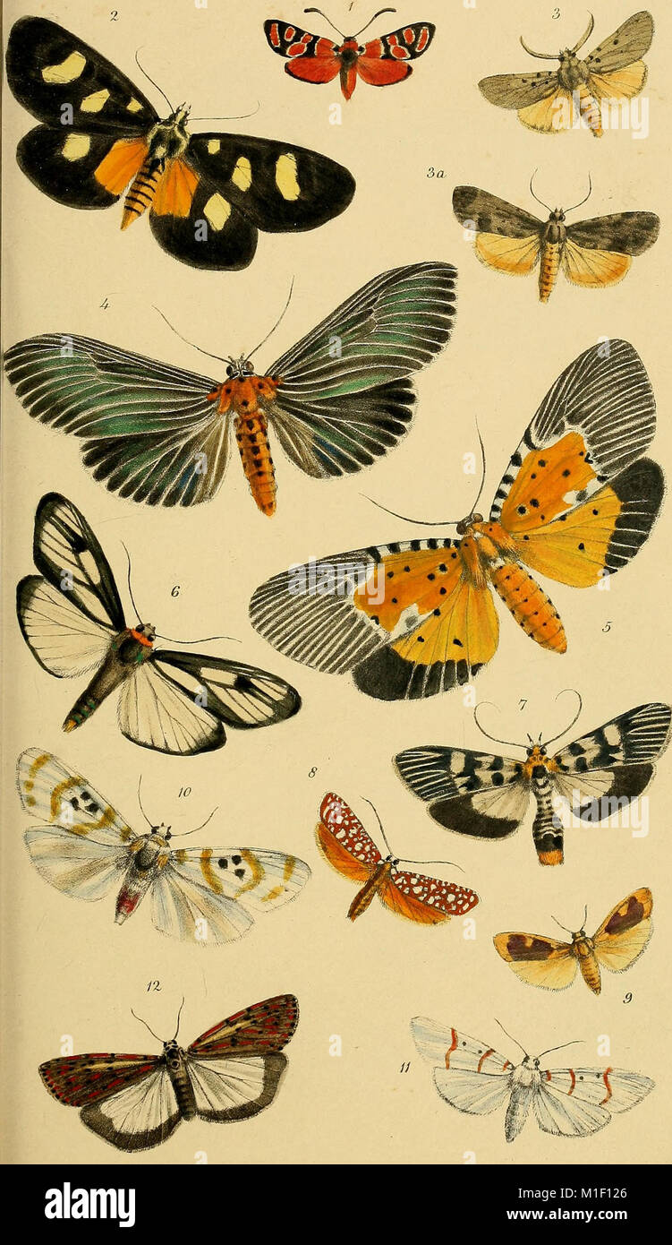 A catalogue of the lepidopterous insects in the museum of the Hon. East ...
