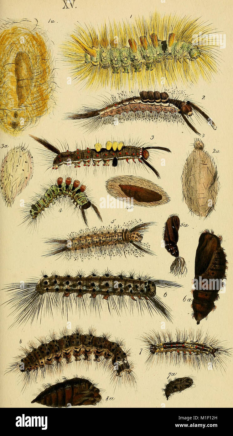 This catalog, published in 1857, lists the lepidopterous insects housed ...
