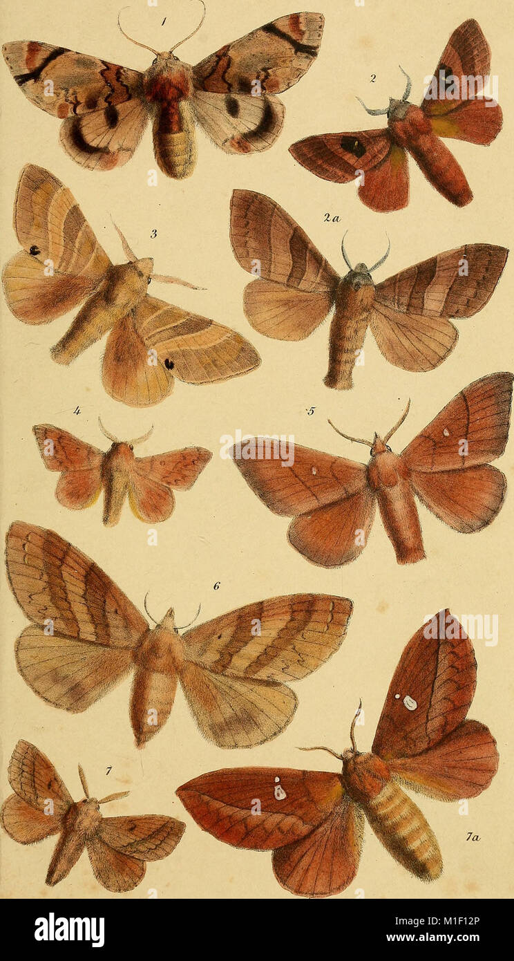 This 1857 catalogue documents the lepidopterous insects in the Hon ...