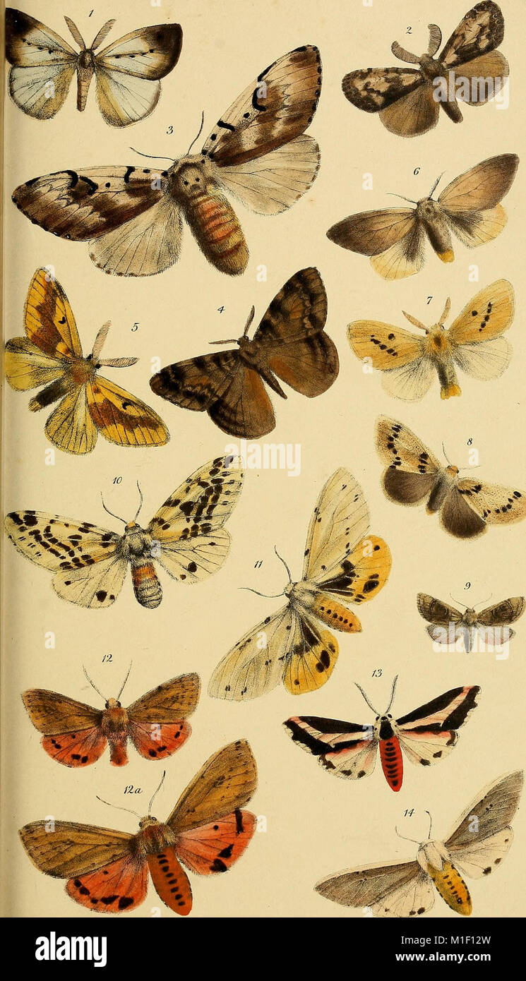 This 1857 catalogue documents the lepidopterous insects housed in the ...
