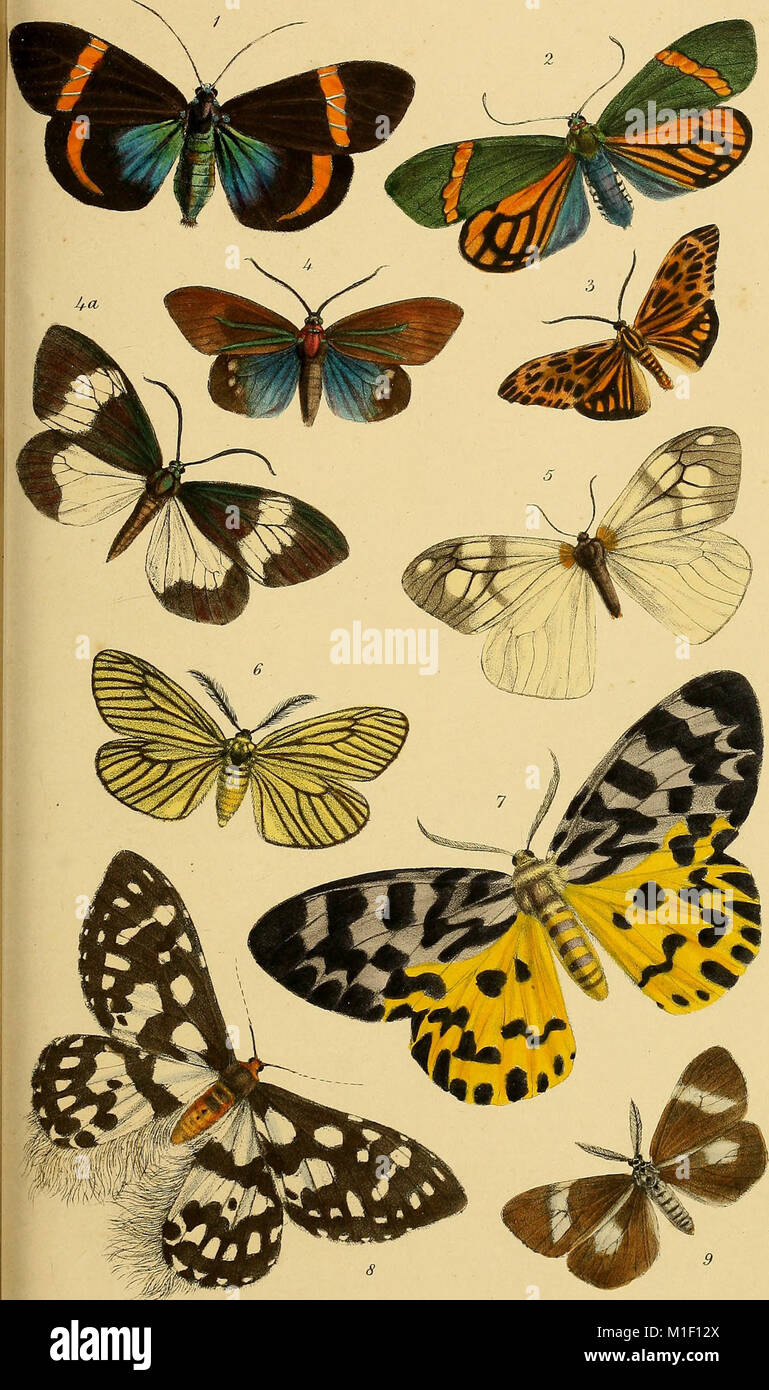 This 1857 catalog details the lepidopterous insects housed in the East ...