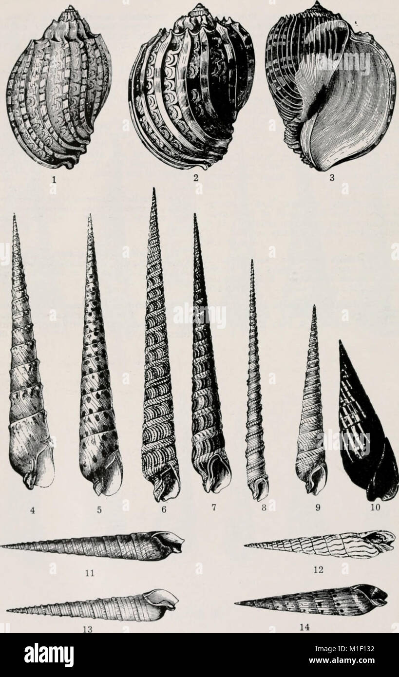 A catalog of recent Mollusca from all parts of the world (19 ...