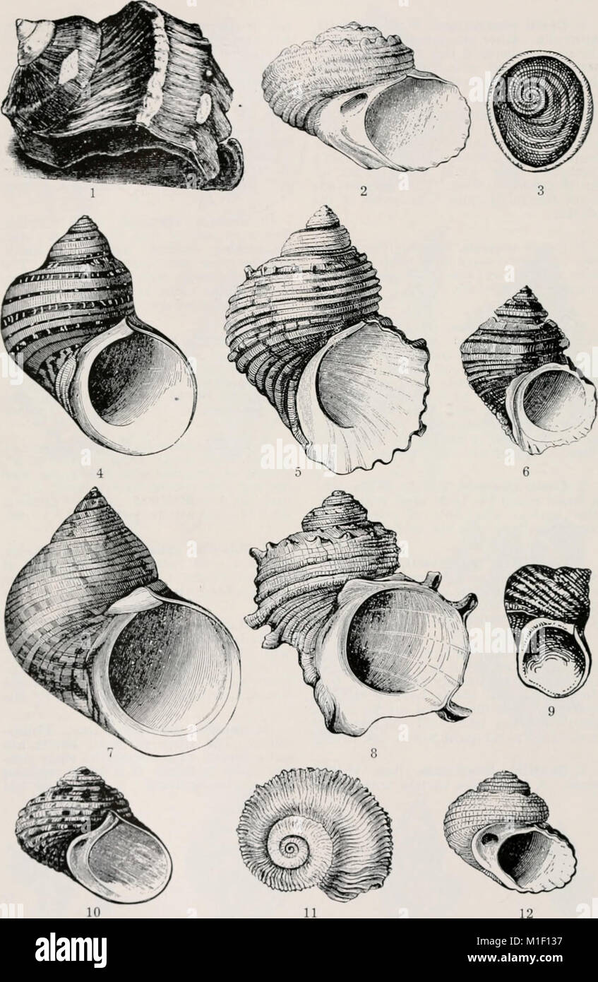 A catalog of recent Mollusca from all parts of the world (19 ...