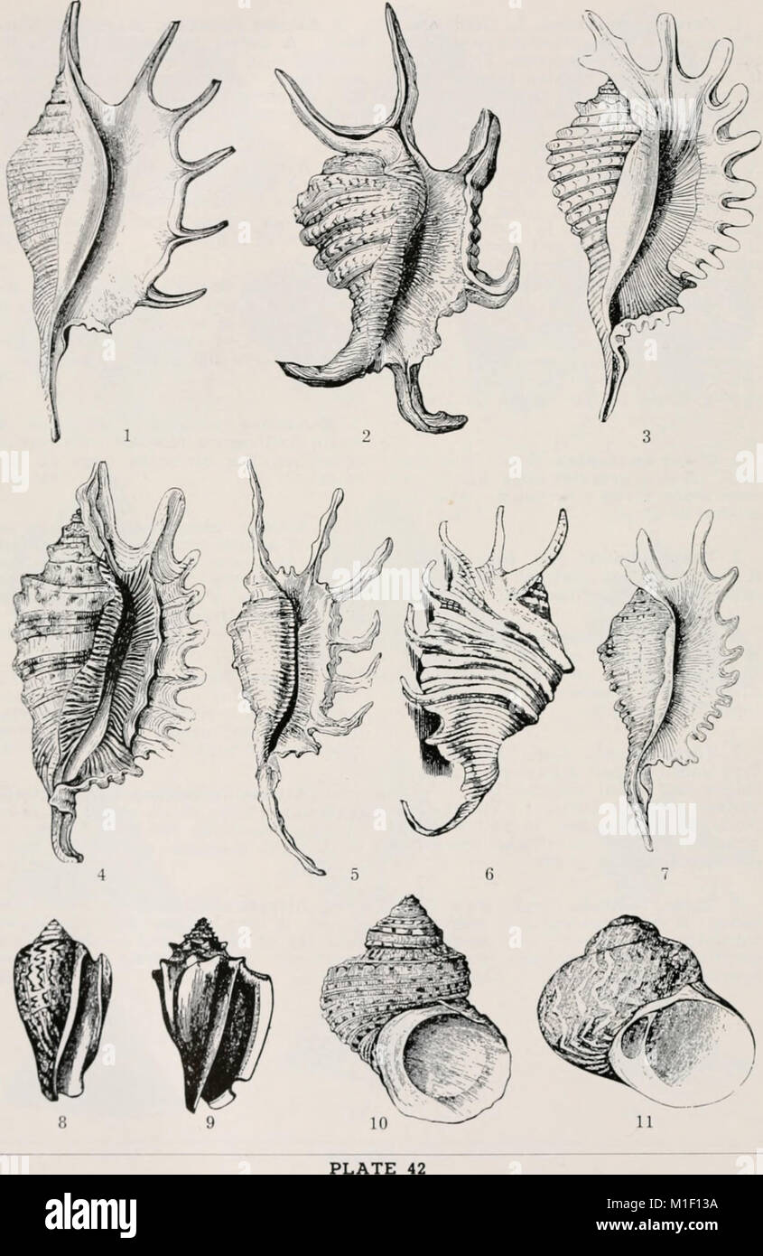 A catalog of recent Mollusca from all parts of the world (19 ...