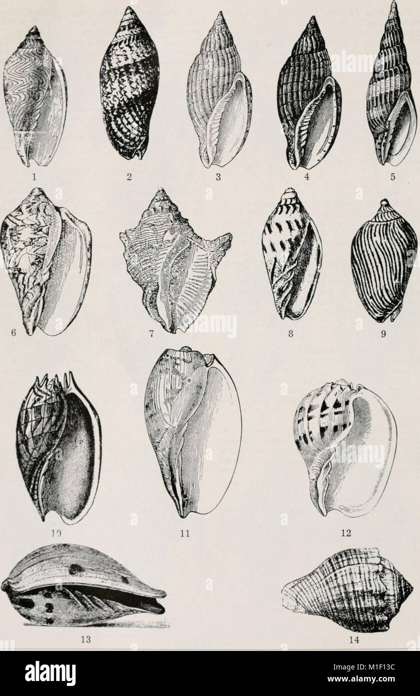 A catalog of recent Mollusca from all parts of the world (19 ...