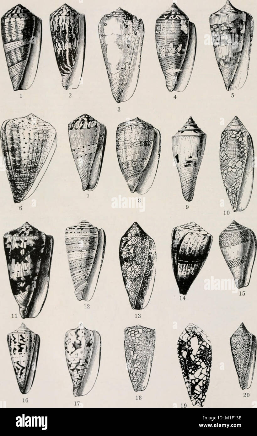 A catalog of recent Mollusca from all parts of the world (19 ...