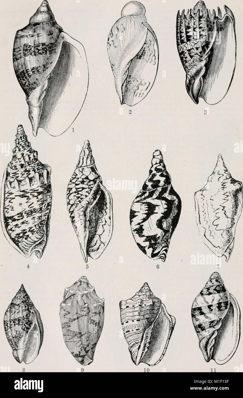 This catalog of recent Mollusca presents a comprehensive list of ...