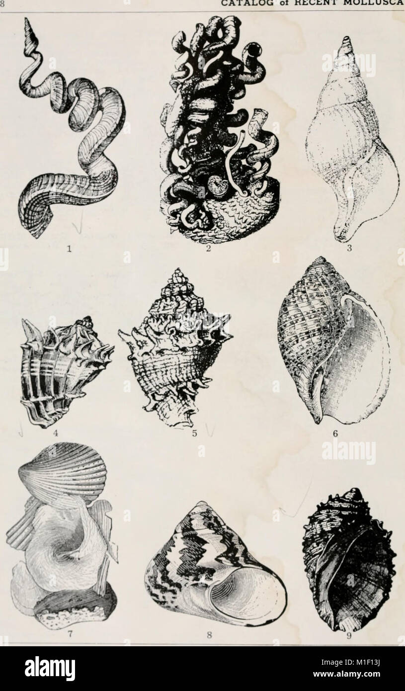 A catalog of recent Mollusca from all parts of the world (19 ...