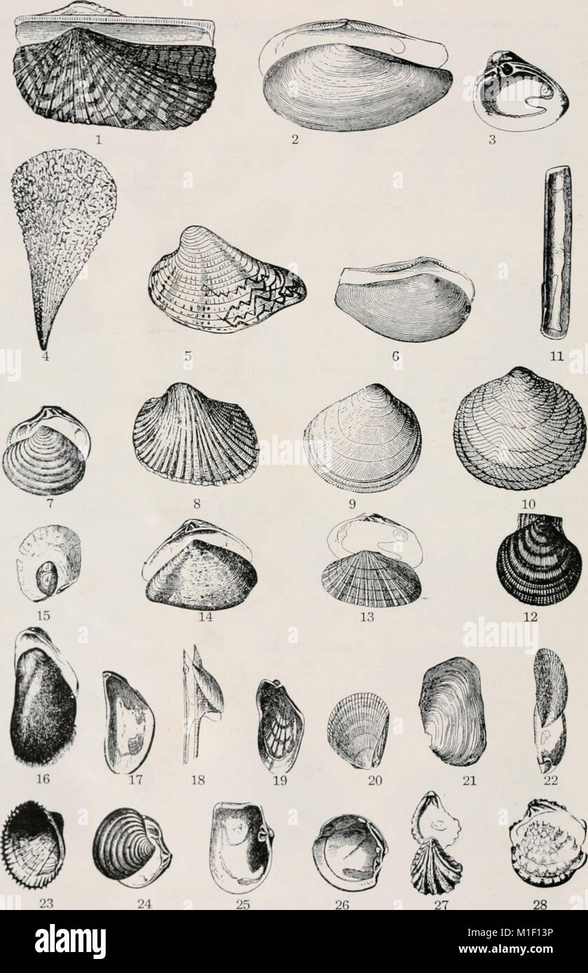 This catalog provides a comprehensive listing of recent mollusk species ...