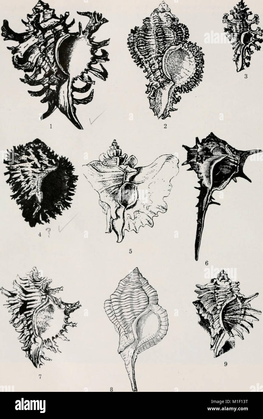 A catalog of recent Mollusca from all parts of the world (19 ...