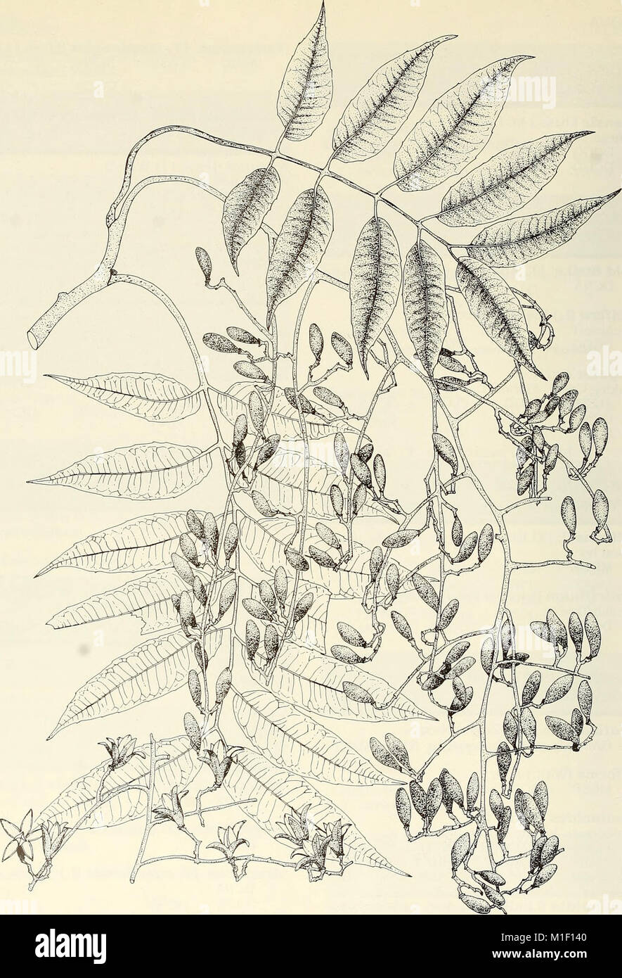 A catalog of cultivated woody plants of the southeastern United States ...
