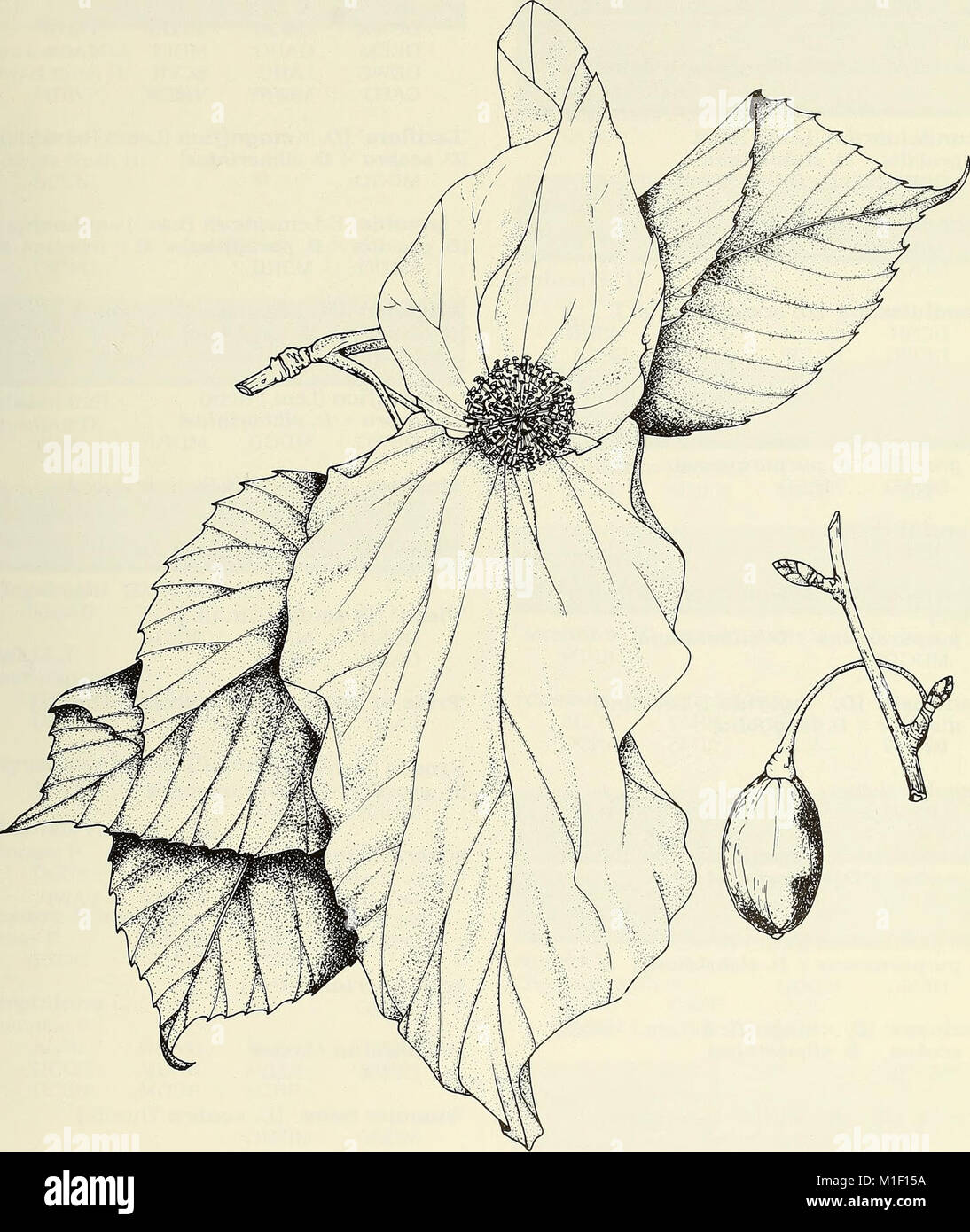 A catalog of cultivated woody plants of the southeastern United States ...