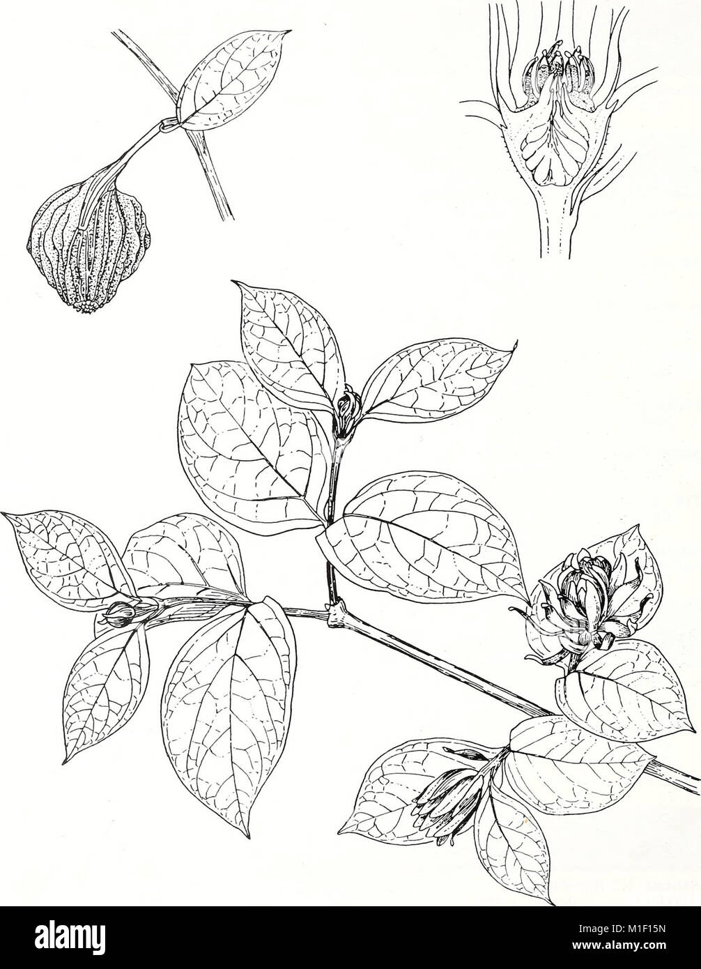 This catalog from 1994 offers a detailed compilation of cultivated ...
