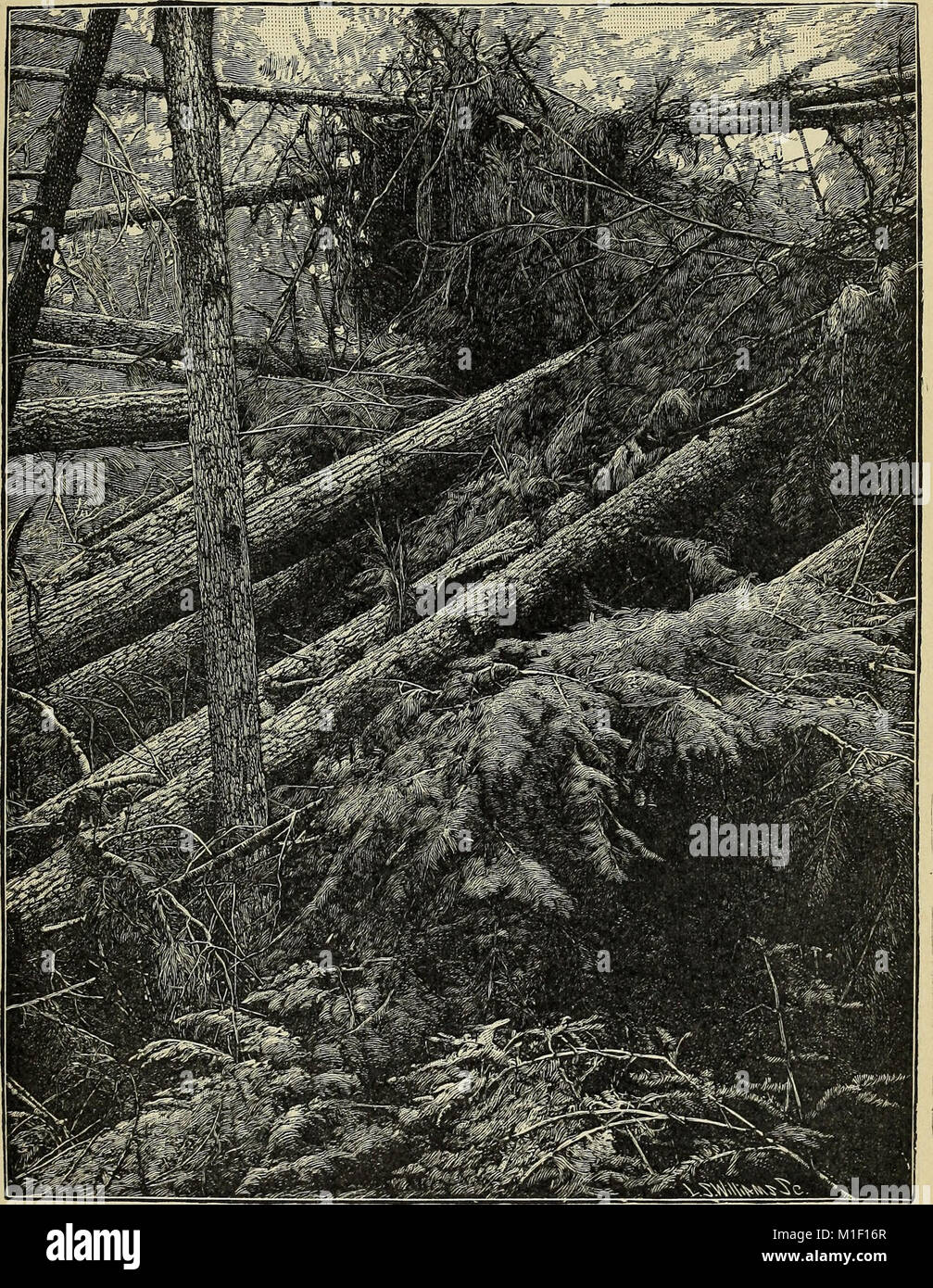 A primer of forestry - part I, the forest (1909) (20386372839 Stock ...