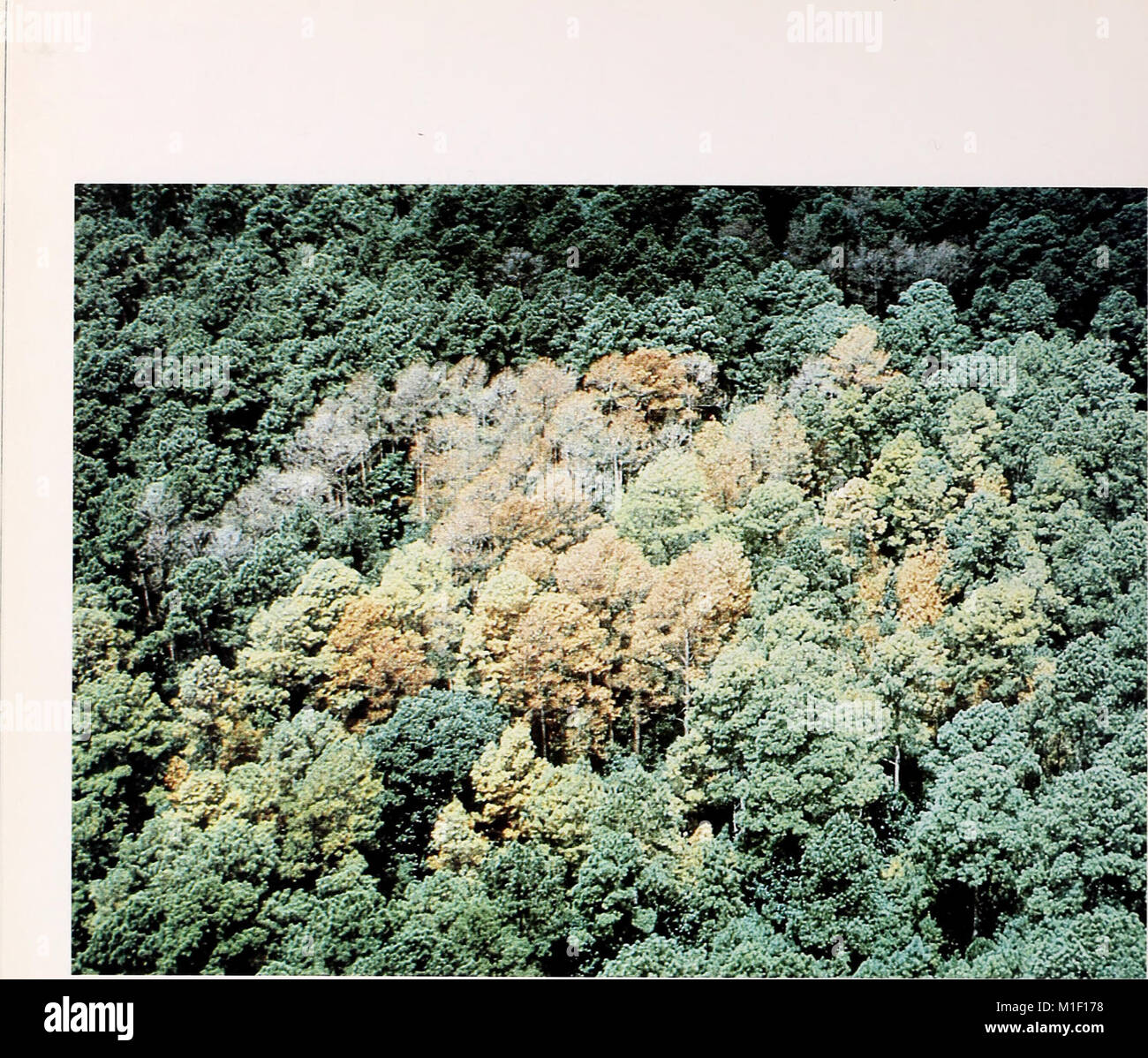 The *1980-1990 National Program of Research for Forests and Associated ...