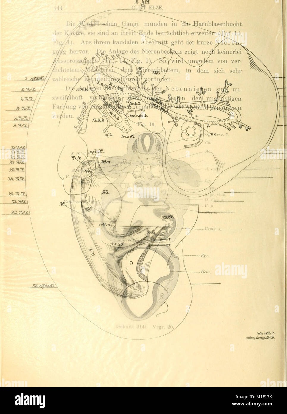 'Anatomische Hefte' (1908) is a scientific journal dedicated to the ...