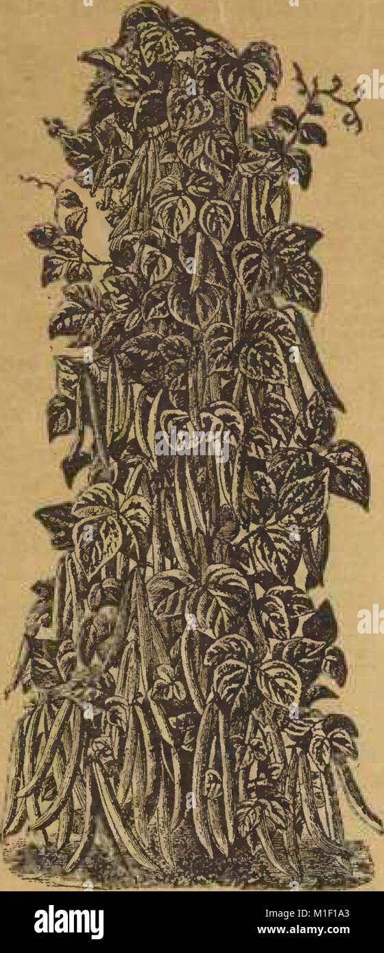 Year 1903 hi-res stock photography and images - Alamy