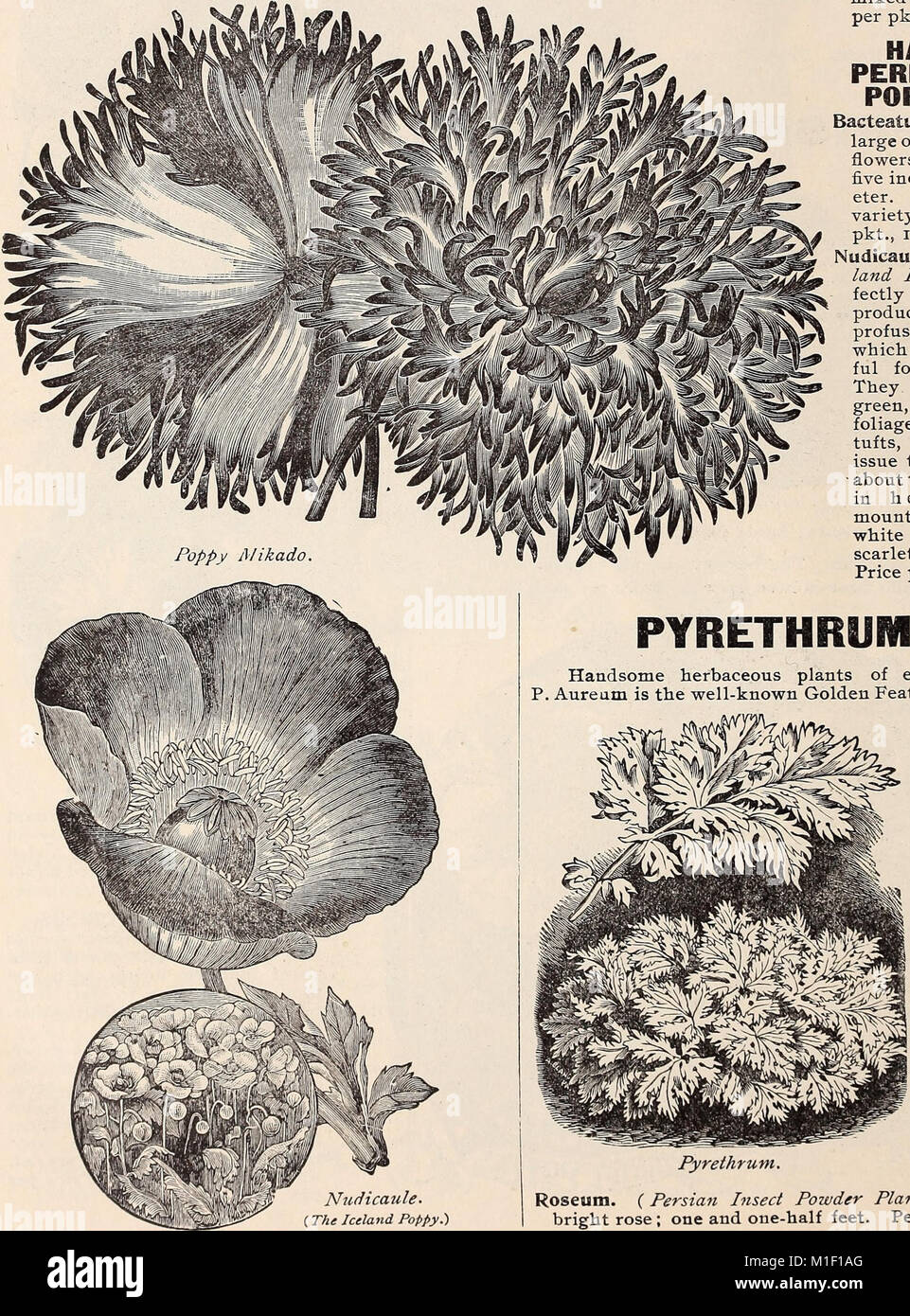 The 1902 catalogue from Platt's features a variety of flower and ...