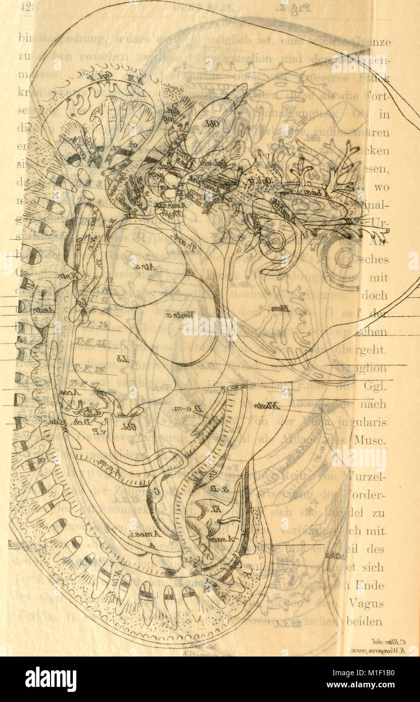 'Anatomische Hefte' (1908) is a scientific journal focusing on ...
