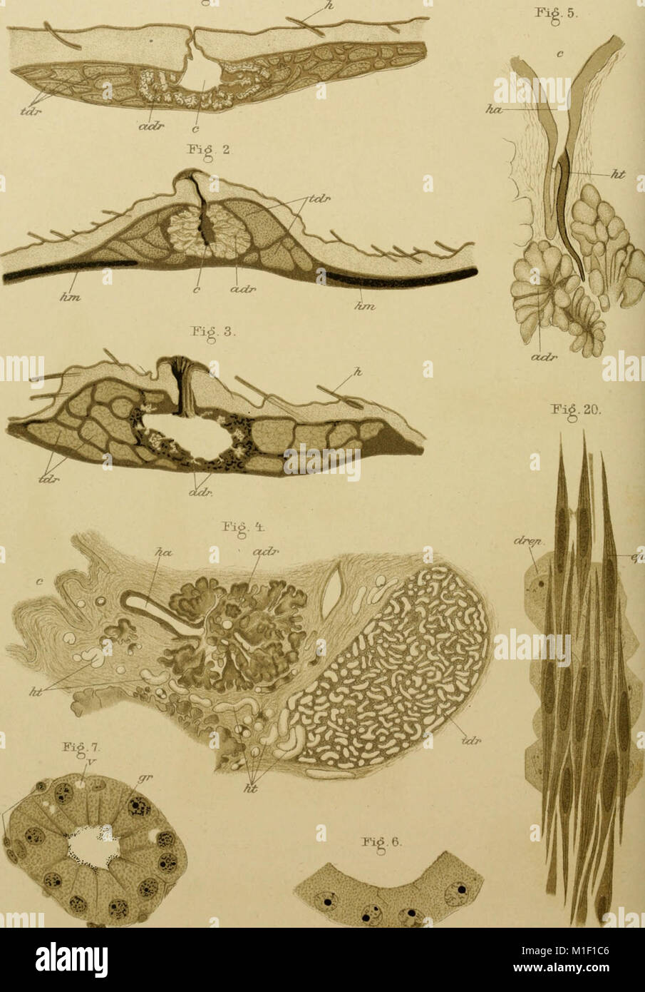 Anatomische Hefte, published in 1908, is a scientific journal focusing ...