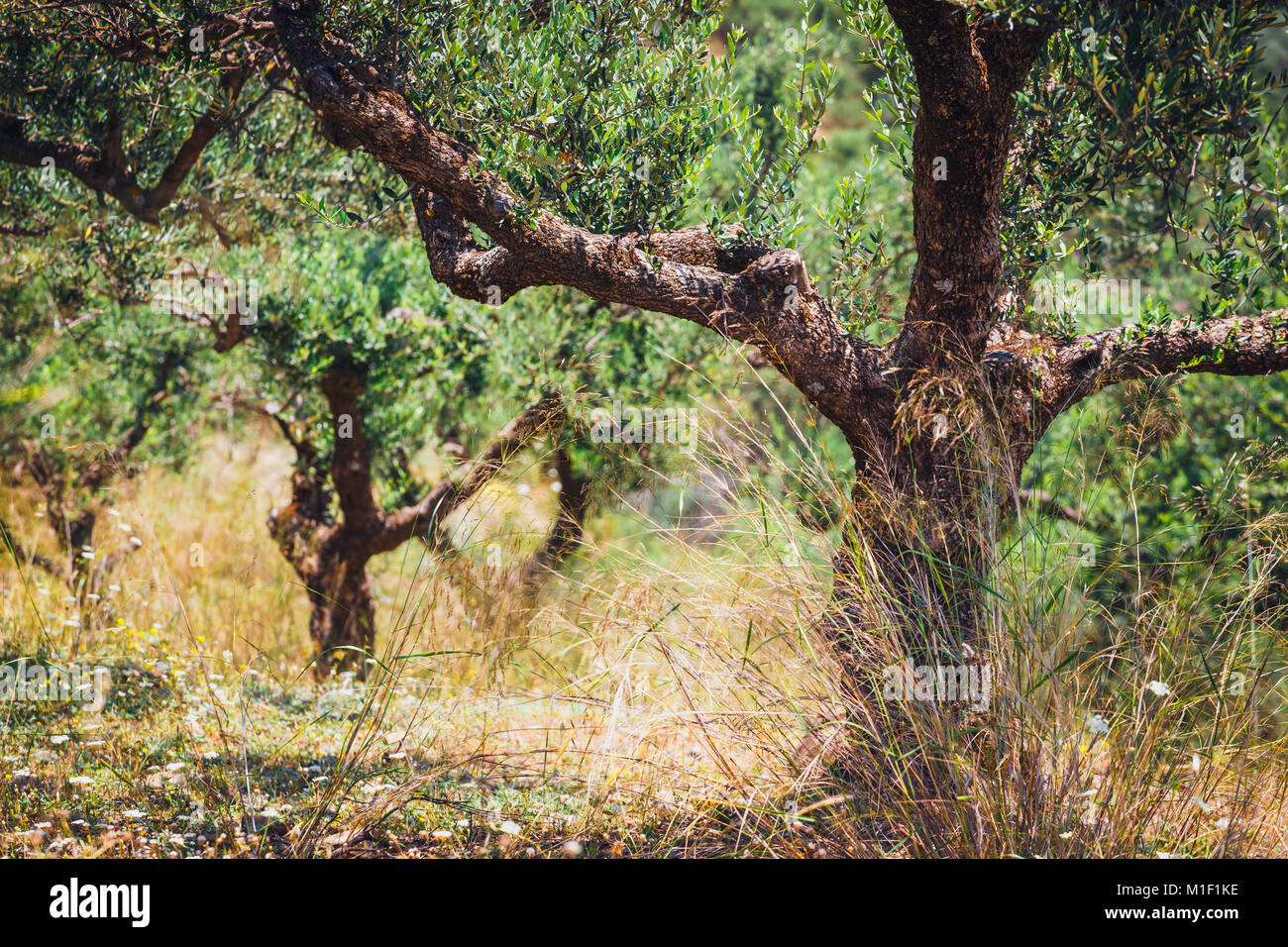 Lonely olive tree in Crete, Cretan garden, Greece Stock Photo - Alamy