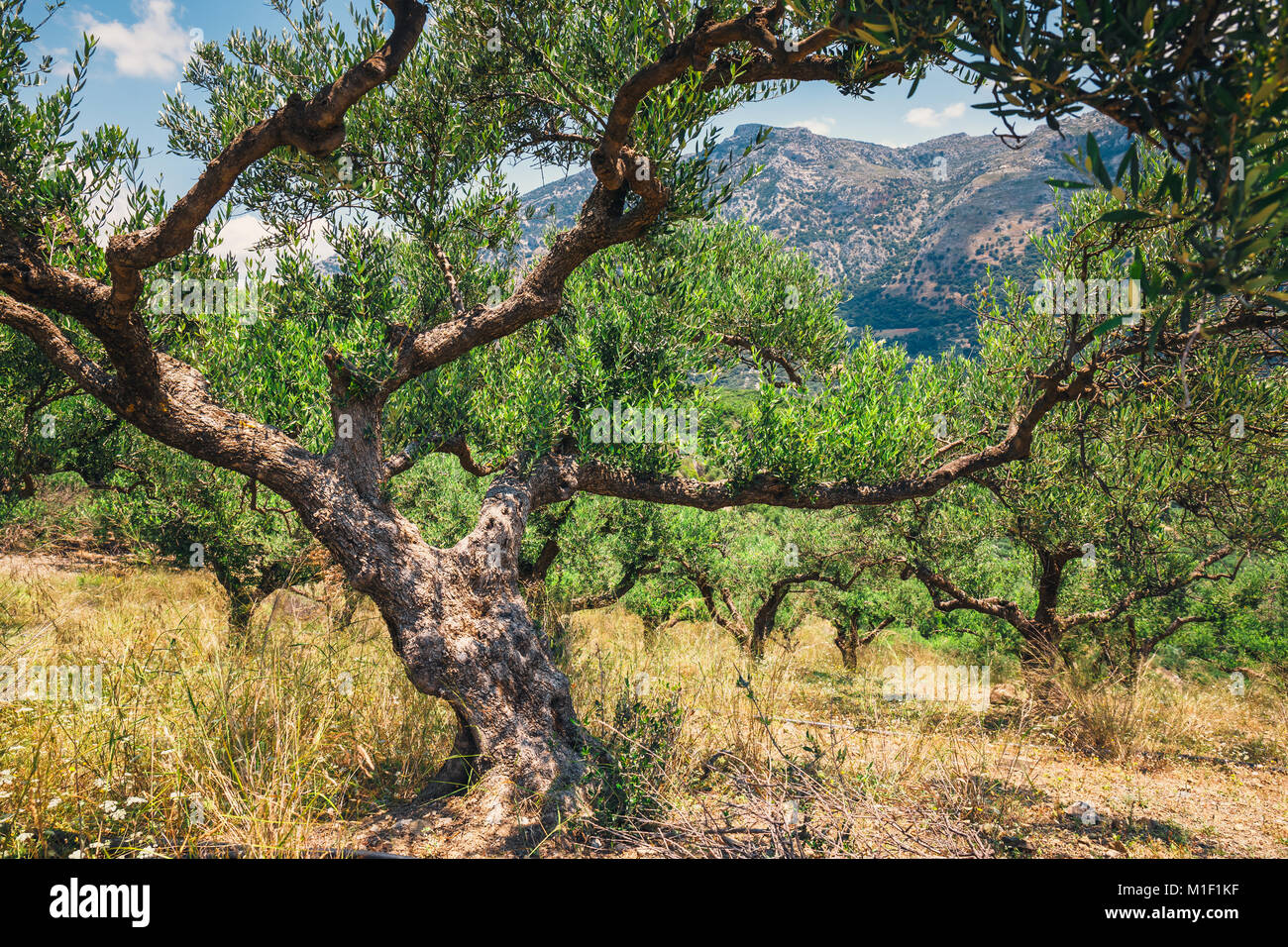 Lonely olive tree in Crete, Cretan garden, Greece Stock Photo - Alamy