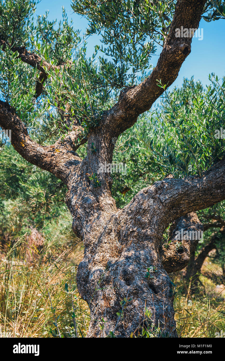 Lonely olive tree in Crete, Cretan garden, Greece Stock Photo - Alamy