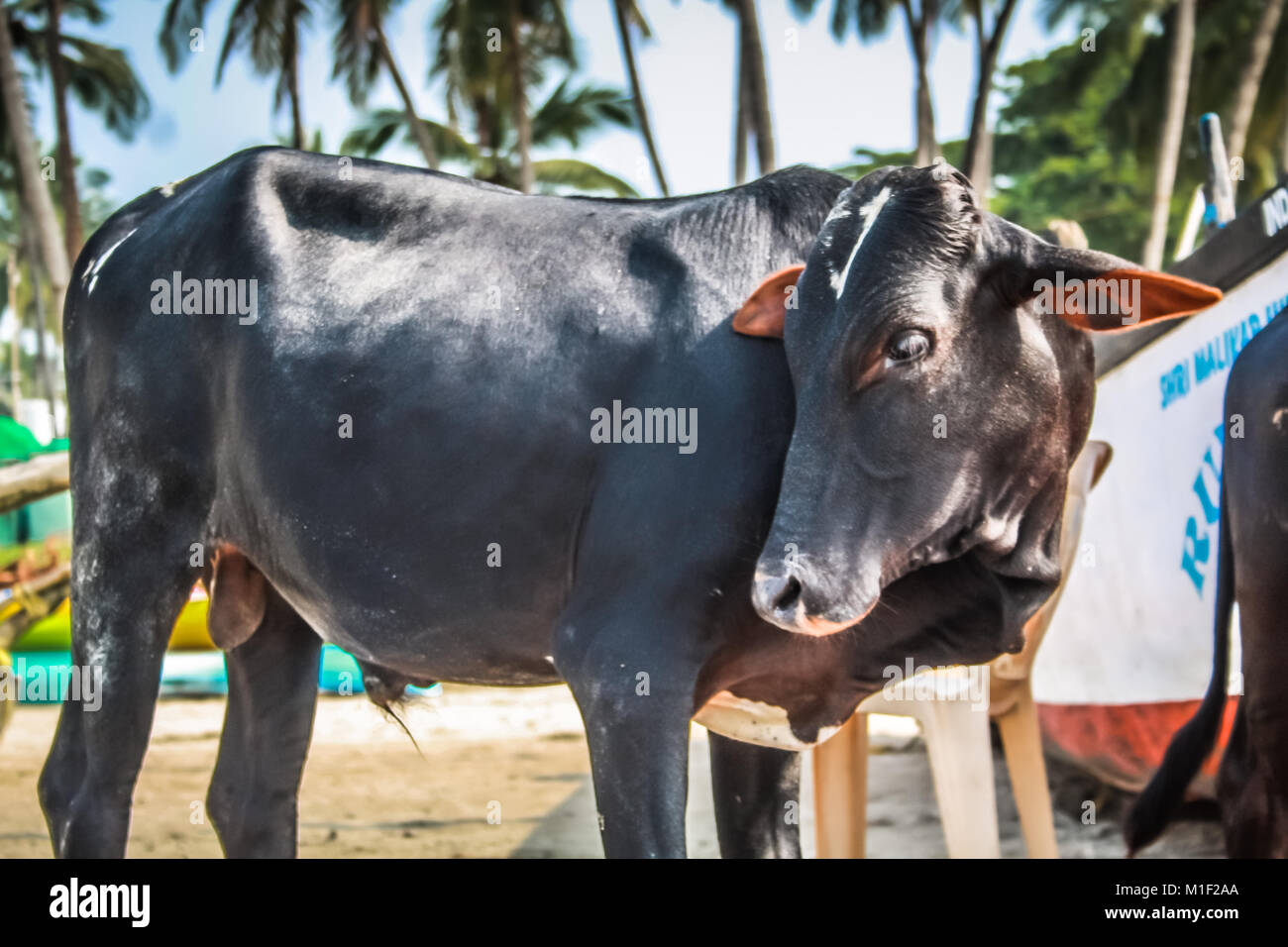 Closeup of cows roaming in India Stock Photo - Alamy