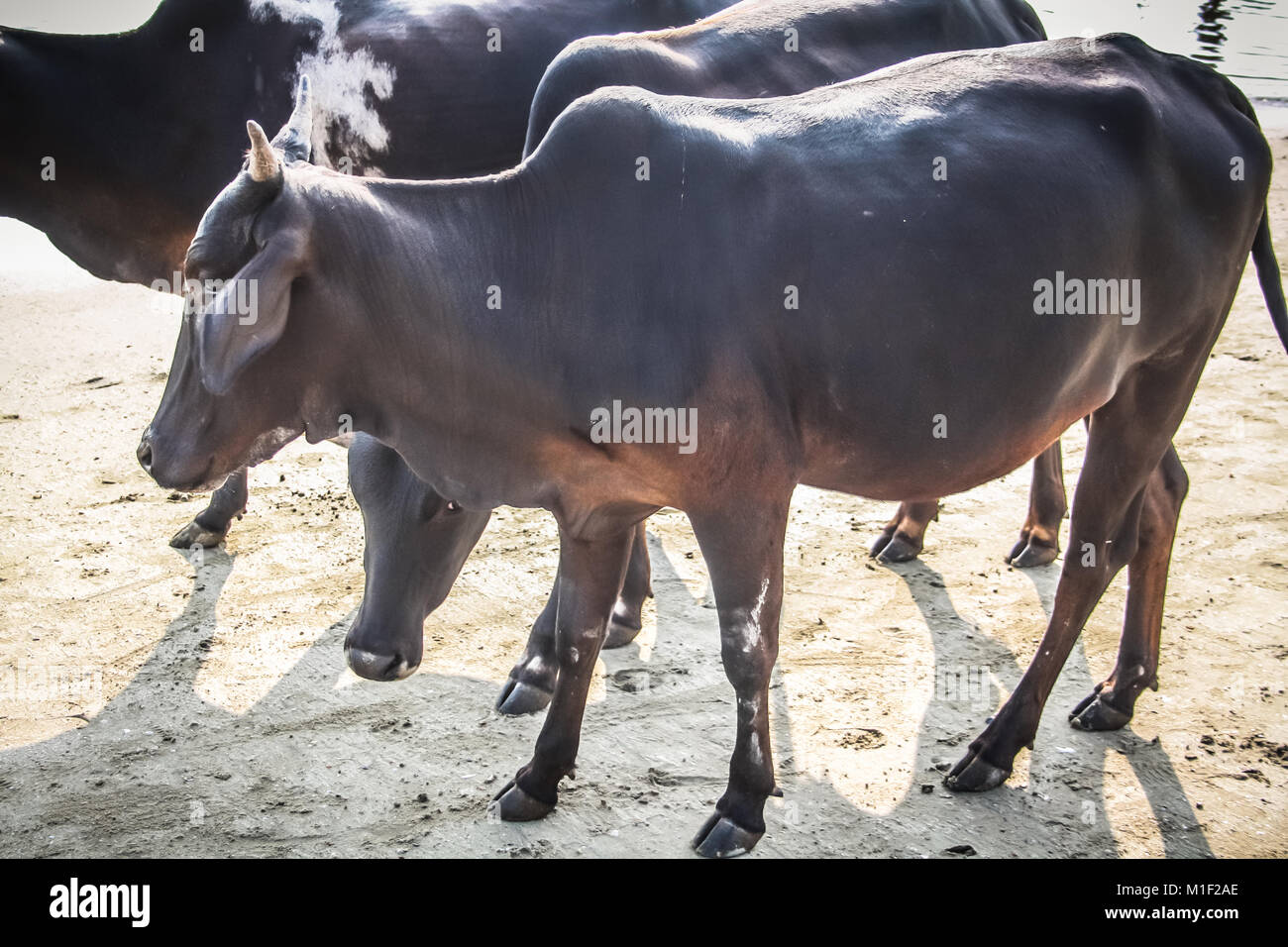 Closeup of cows roaming in India Stock Photo - Alamy