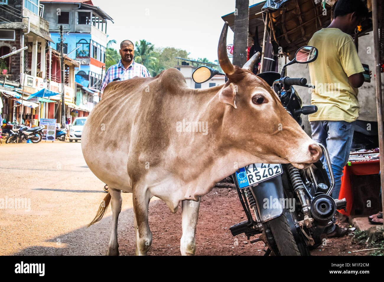 Closeup of cows roaming in India Stock Photo - Alamy