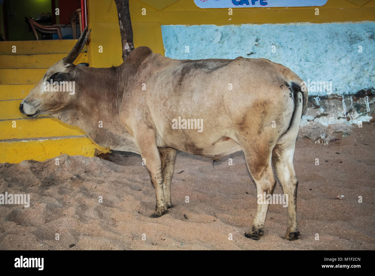 Closeup of cows roaming in India Stock Photo - Alamy